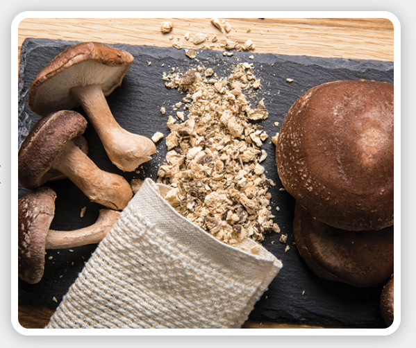 Mycovation harnesses Mycelium to produce Better food